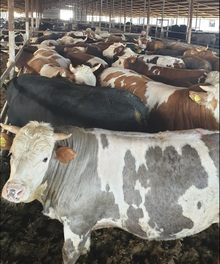 About us orient_agroferm export- import animale vii si carne ...